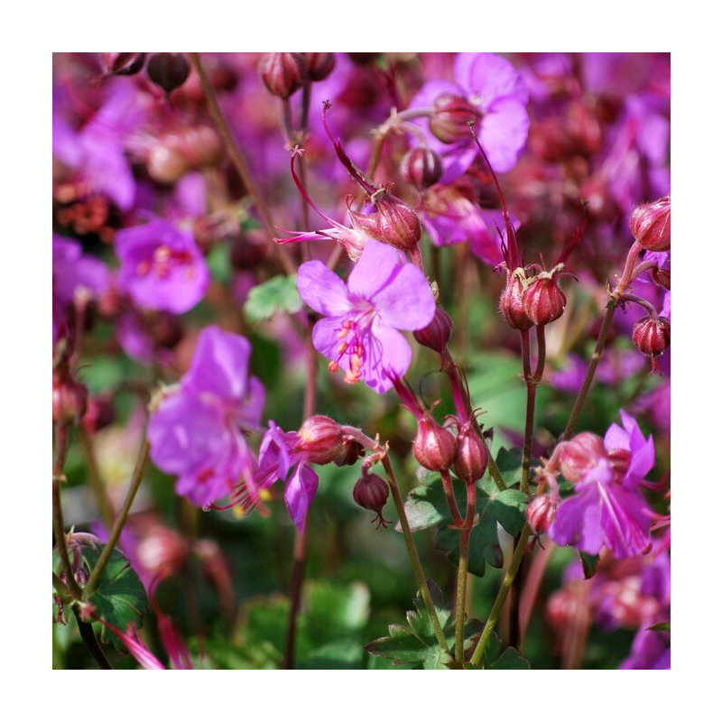 Geranium Karmina