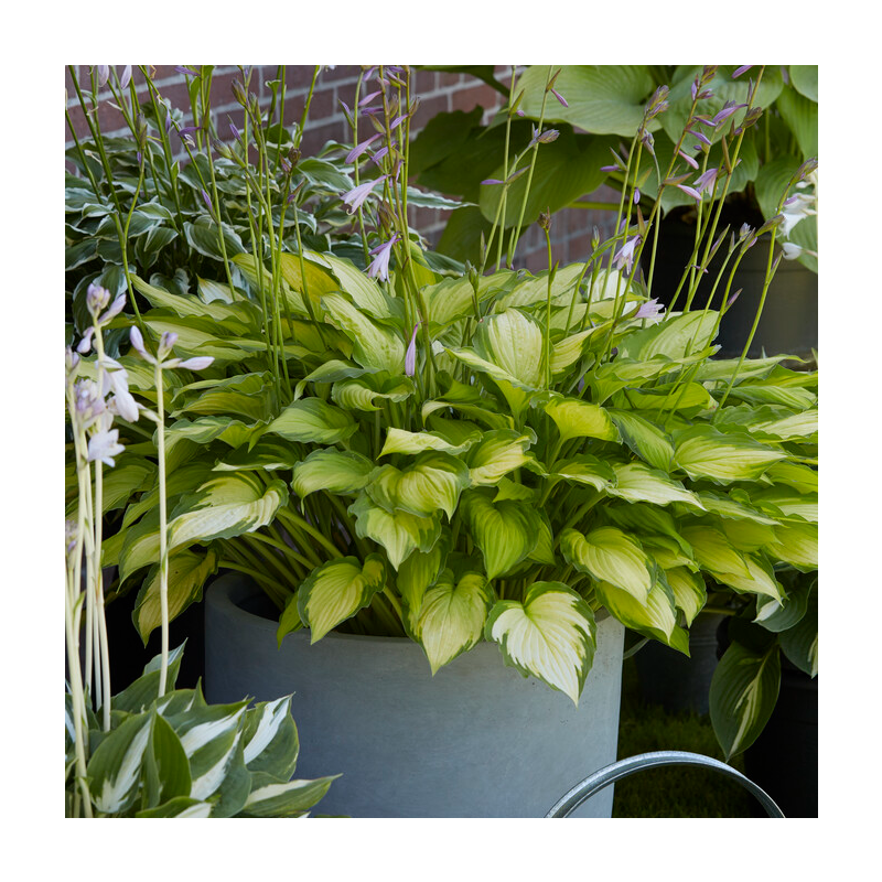 Hosta 'Lady Guinevere'