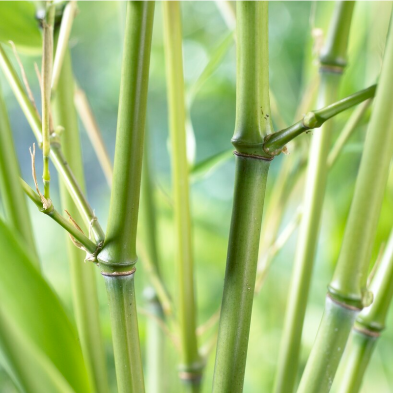 Phyllostachys Bissetii - Green Bamboo - circa 80-100cm