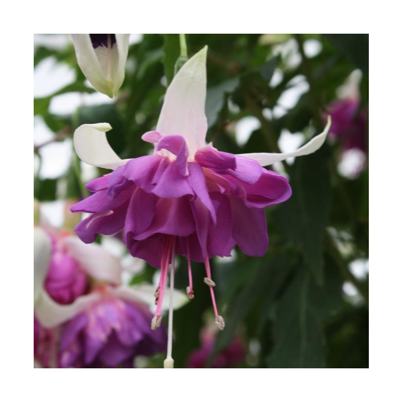 Fuchsia 'Blue Mirage' - Large Flowered Double