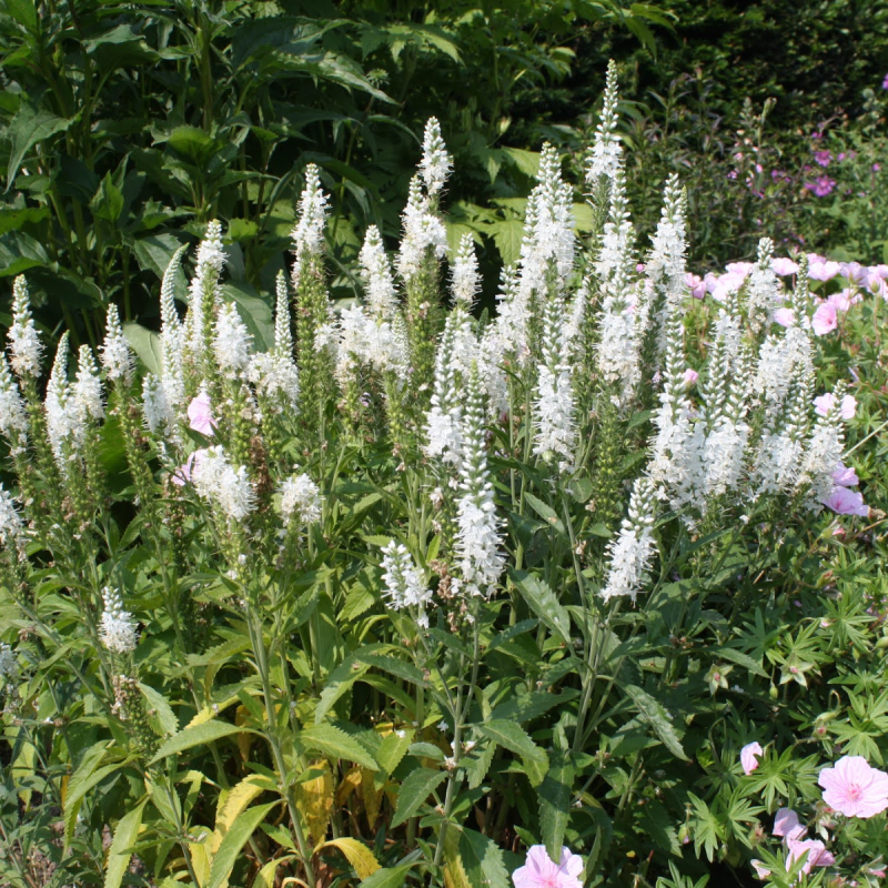 Veronica spicata 'Alba'