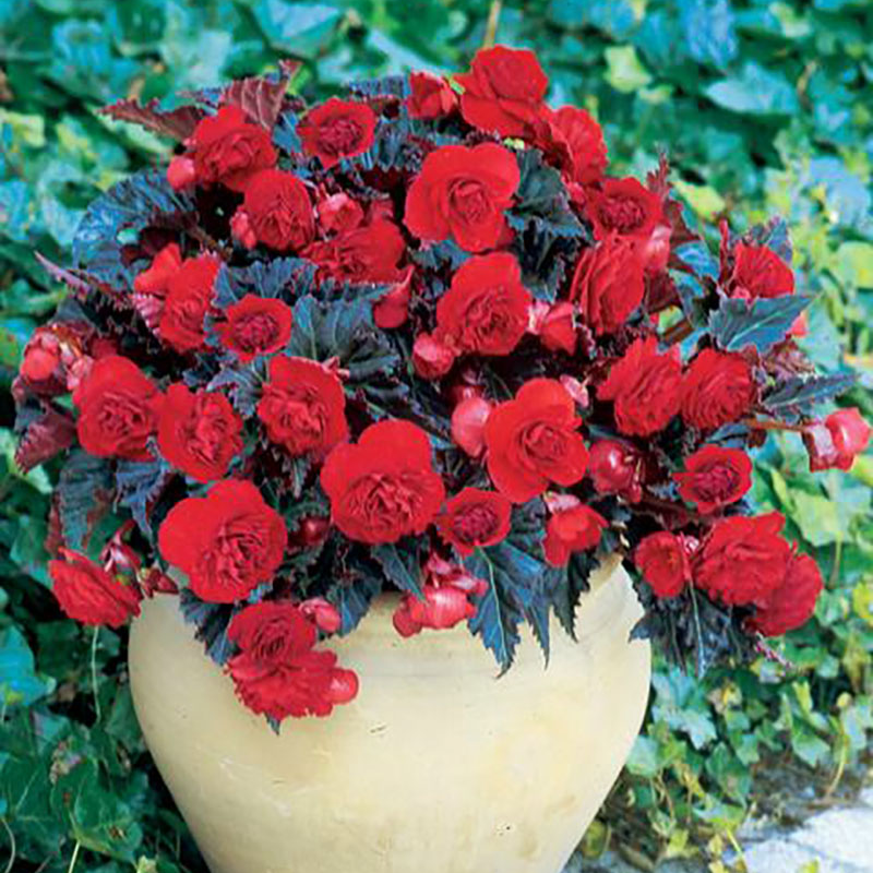 Begonia Multiflora Switzerland - Pack of THREE