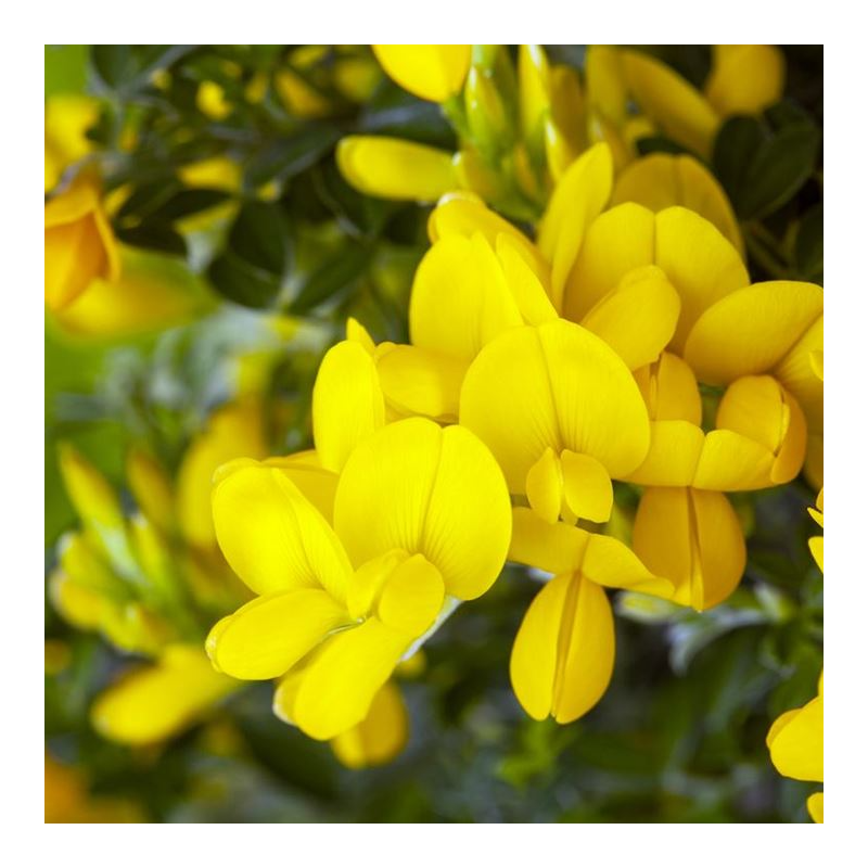 Genista tinctoria 'Royal Gold'