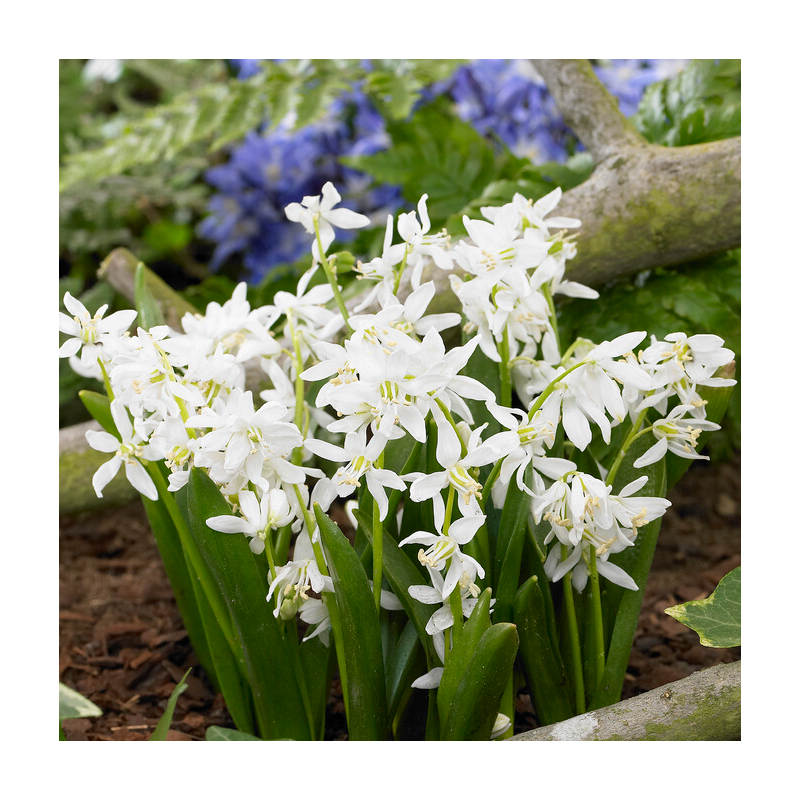 Scilla siberica 'Alba' - White Siberian Squill