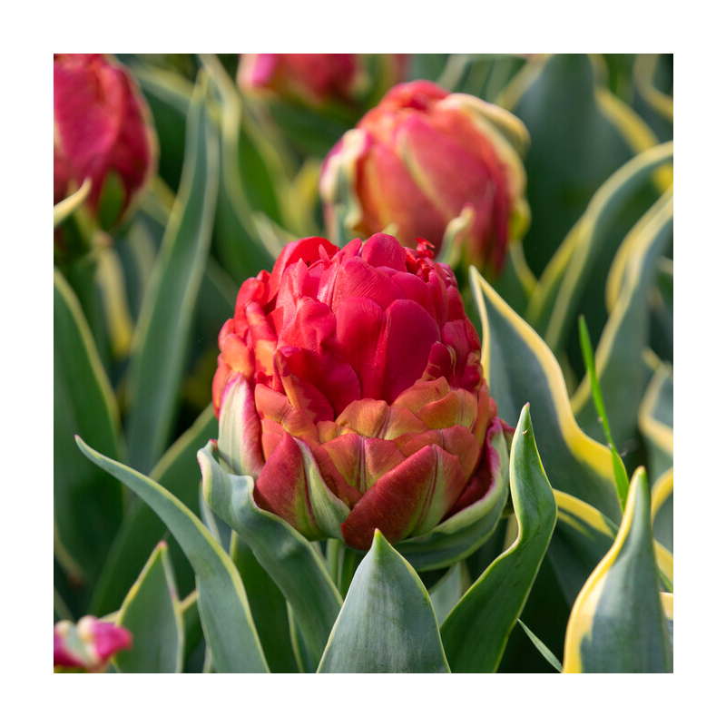 Tulipa Ice Cream Sorbet - Double-Flowered Tulip - Pack of 6