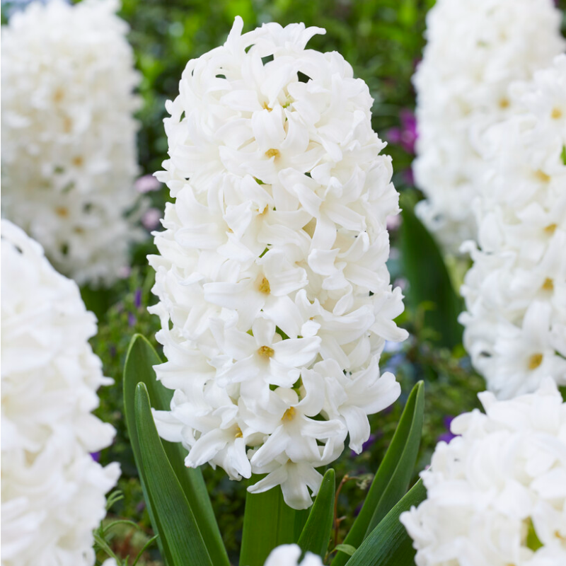 White Hyacinth Trio 'In the Green'