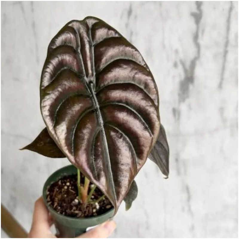 Alocasia 'Red Secret'