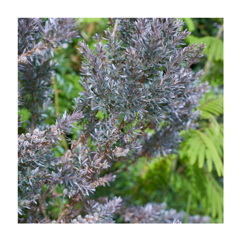 Leptospermum Silver Sheen - New Zealand Tea Tree
