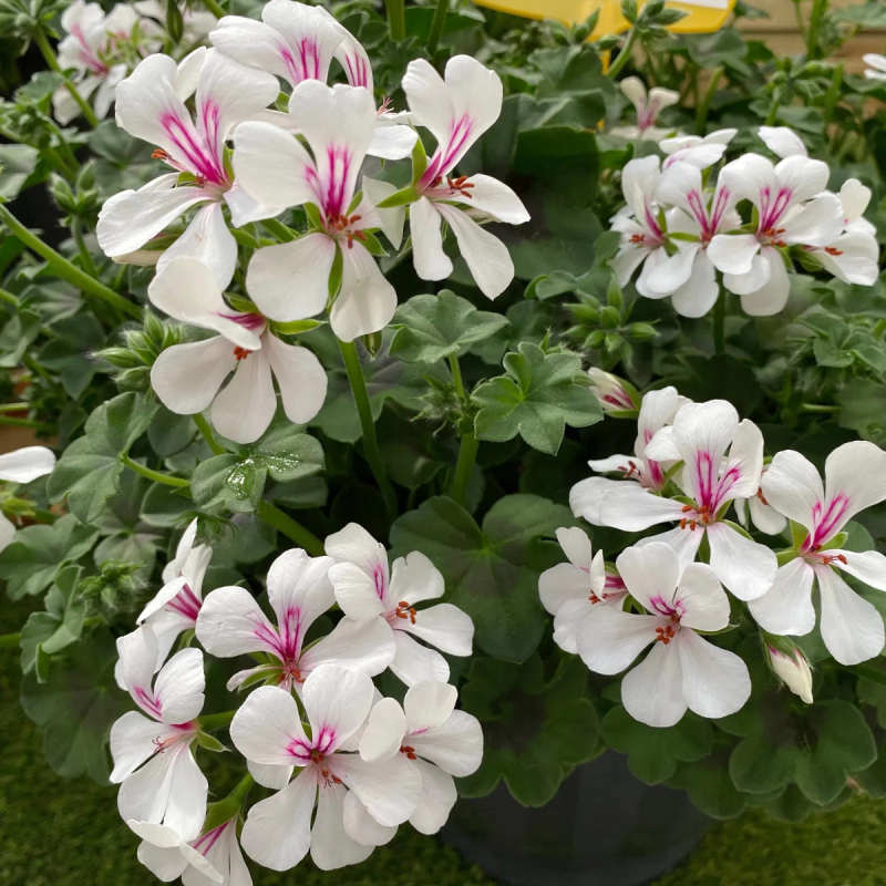 Geranium 'Villetta' - Large Flowered White Ivy Leaf