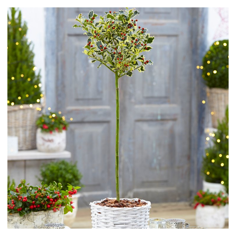 Patio Holly Tree 'Varigata'