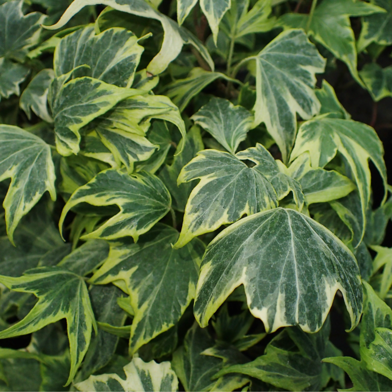 Hedera helix 'Yellow Ripple'