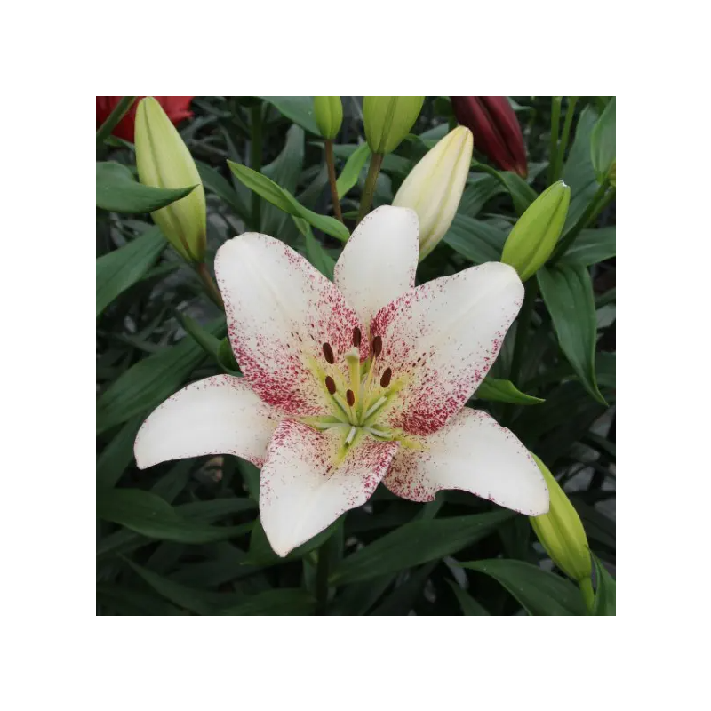 Lilium Sweet Zanica - Pack of FIVE Lily Bulbs