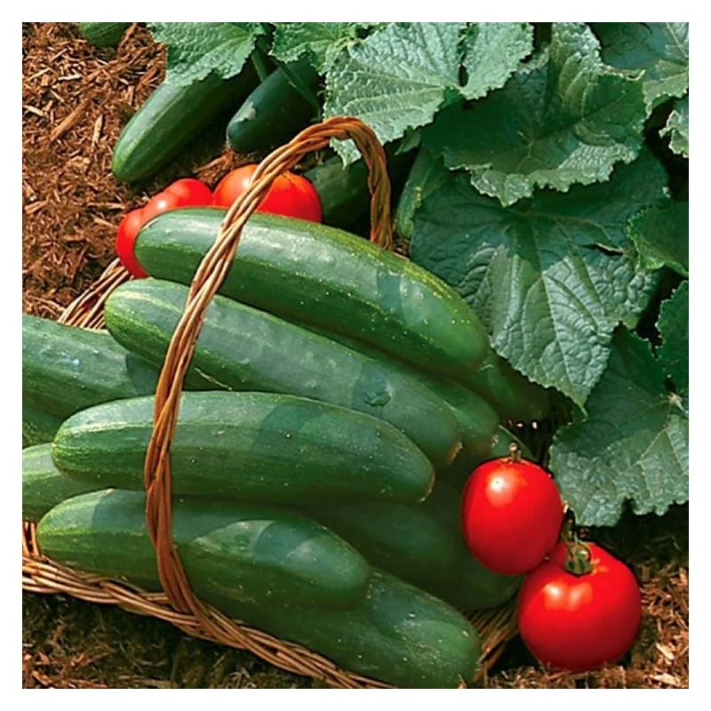 Cucumber 'Bush Champion'