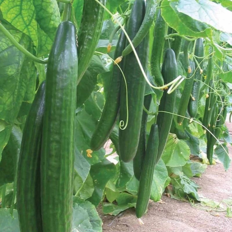 Cucumber 'F1 Saturn'