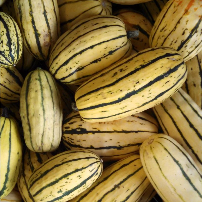 Squash Plant 'Delicata'
