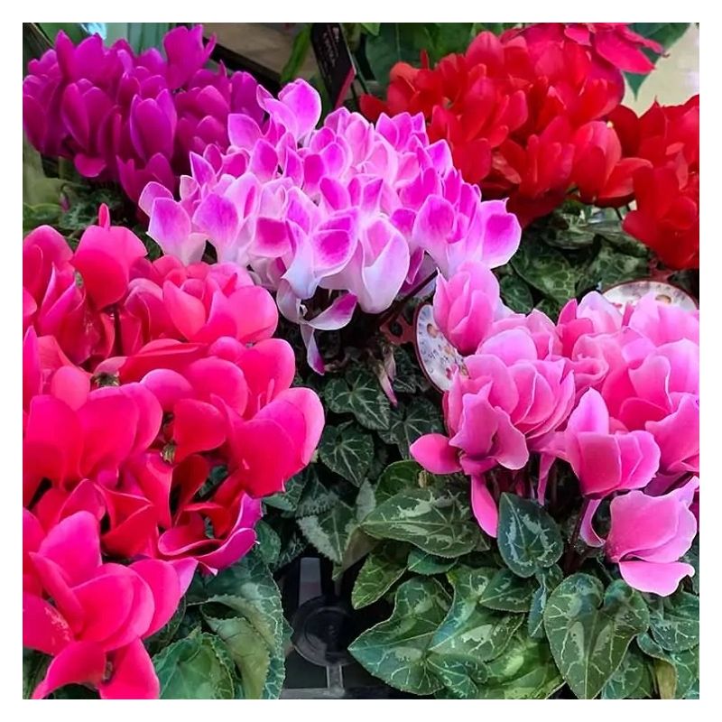 Multi Shades Patio Mini Cyclamen in Bud & Bloom
