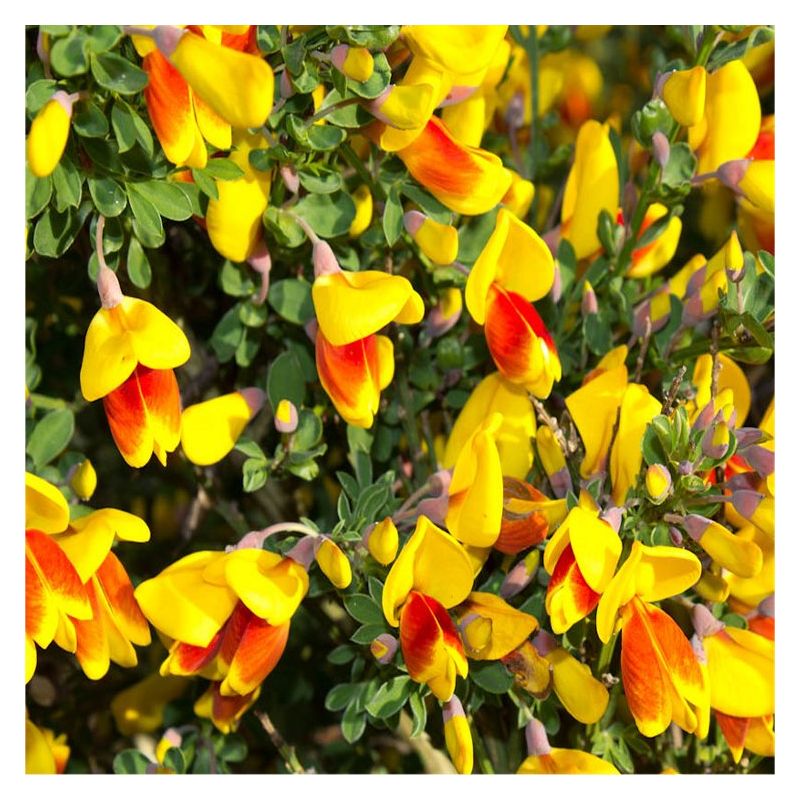 Patio Standard Trees - Cytisus circa 100-120cms - Orange BICOLOUR Broom