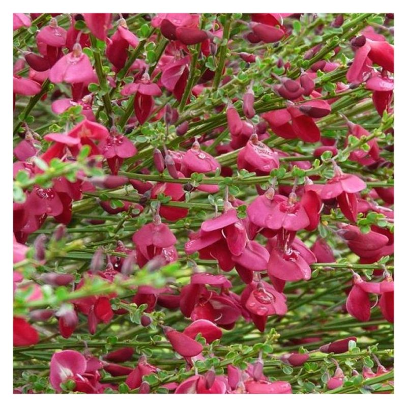 Patio Standard Trees - Ruby Cytisus circa 100-120cms - Crimson Red Broom