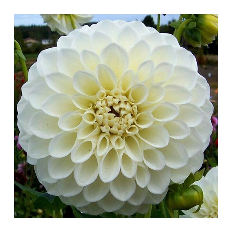 Dahlia Boom Boom White
