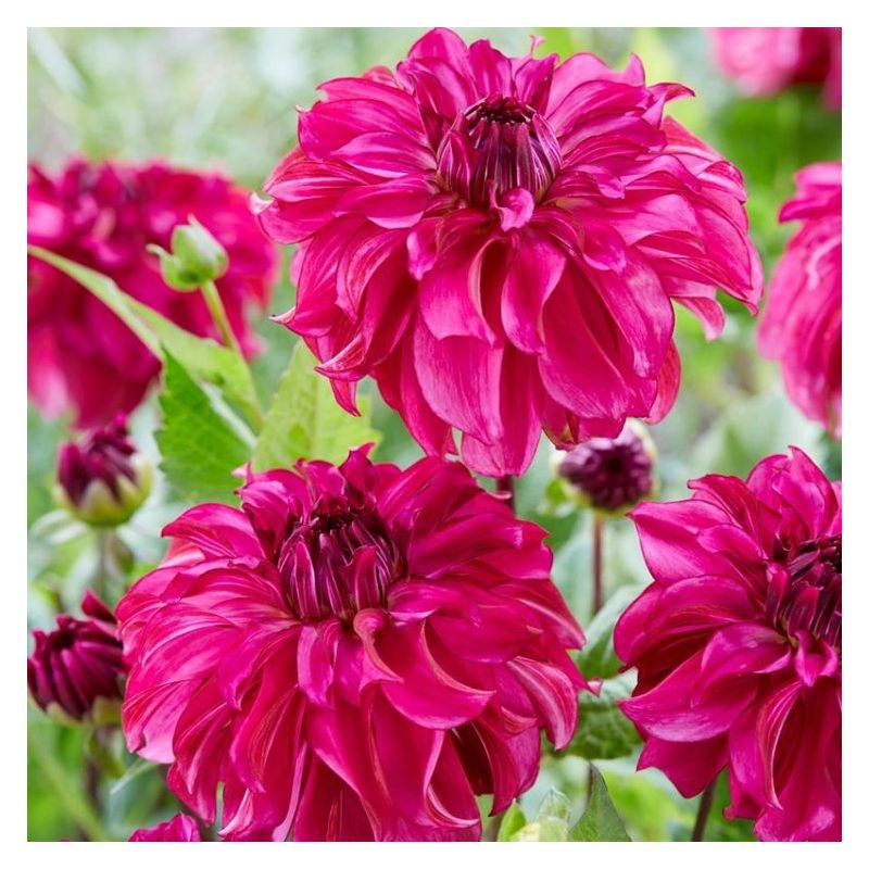 Dahlia Drama Queen