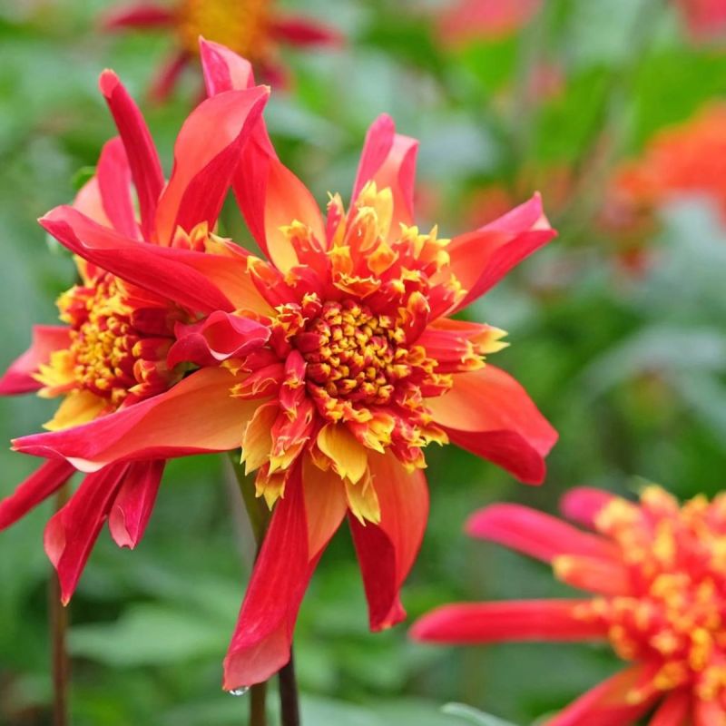 Dahlia Octopus Sparkle