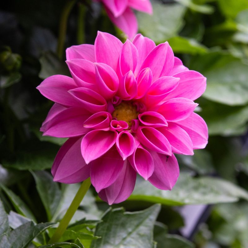 Dahlia Dahlietta 'Emily' - Dwarf Pink Dahlia