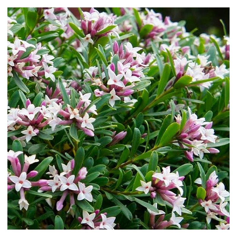 Daphne x transatlantica Eternal Fragrance - Fragrant Evergreen Daphne