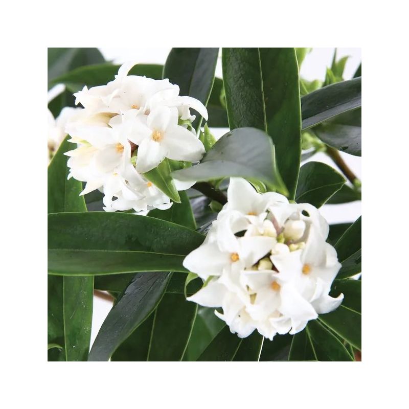 Daphne Perfume Princess White