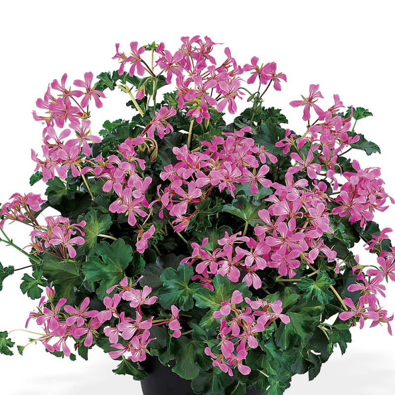 Geranium Trailing Ivy Leaf - Balcony Lilac