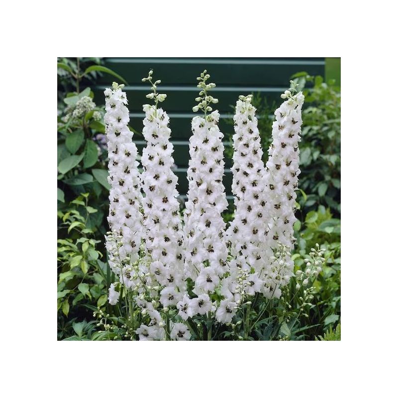 Delphinium Fountain White Dark Bee