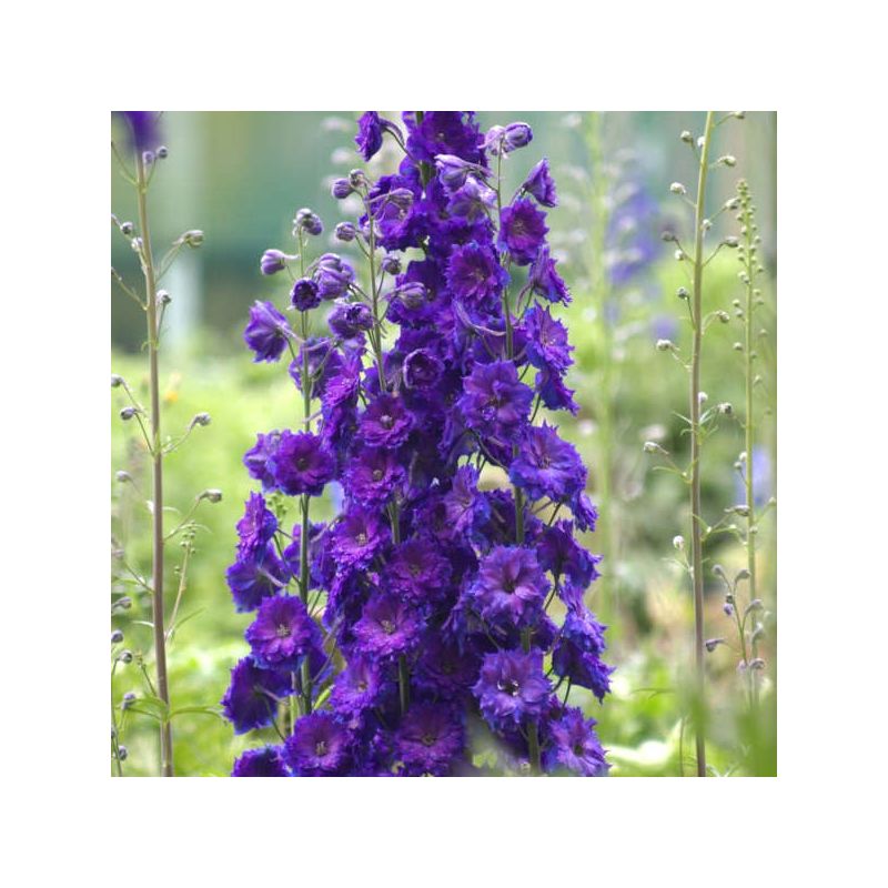 Delphinium Millennium Pagan Purple