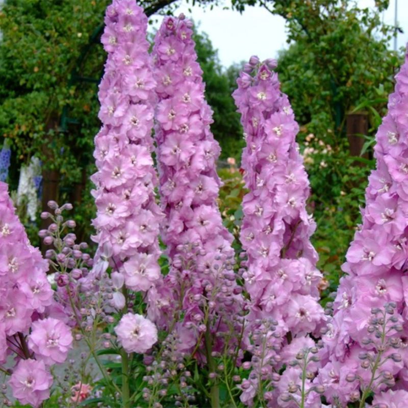 Delphinium Millennium 'Pink Princess'