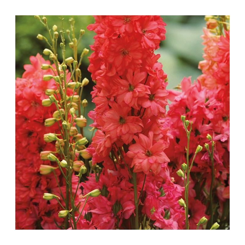 Delphinium 'Red Lark' - Rare 'Coral-Red' Delphinium