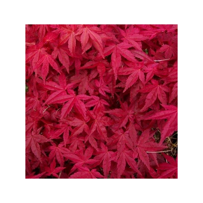 Acer palmatum Deshojo - Large Japanese Maple 100-120cm