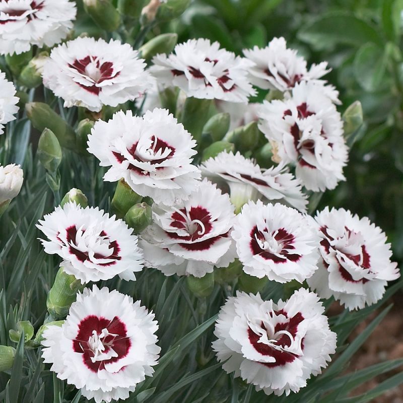 Dianthus Scent First Coconut Sundae