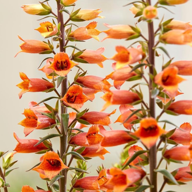 Digiplexis Firecracker - Foxglove