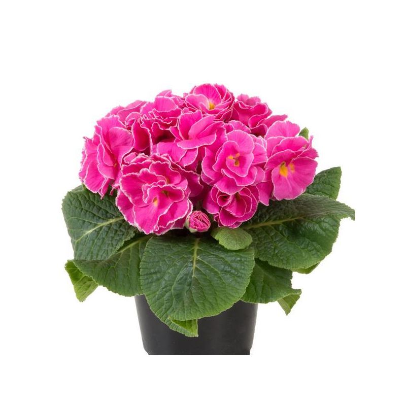 Primula rubens Pink - Double Primrose