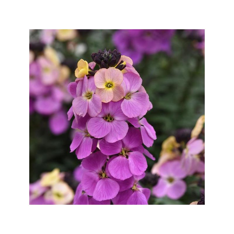 Erysimum Purple Glow - Perennial Wallflower - In Bud & Bloom