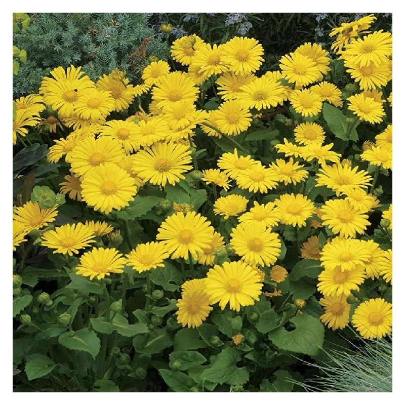 Doronicum Little Leo Leopards Bane