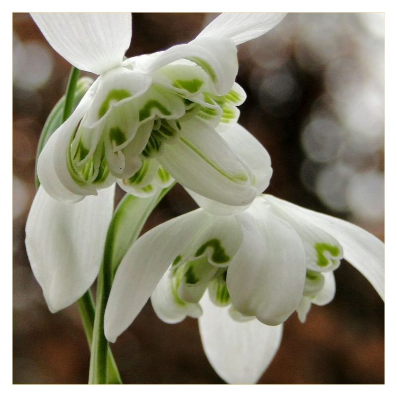 Rare Double Flowered Snowdrops - Galanthus nivalis Flore Pleno (var ...