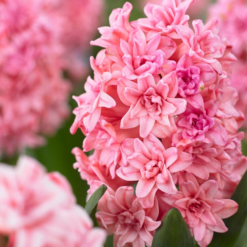 Double Peach Flowering Hyacinth 'Masquerade' - Pack of 3