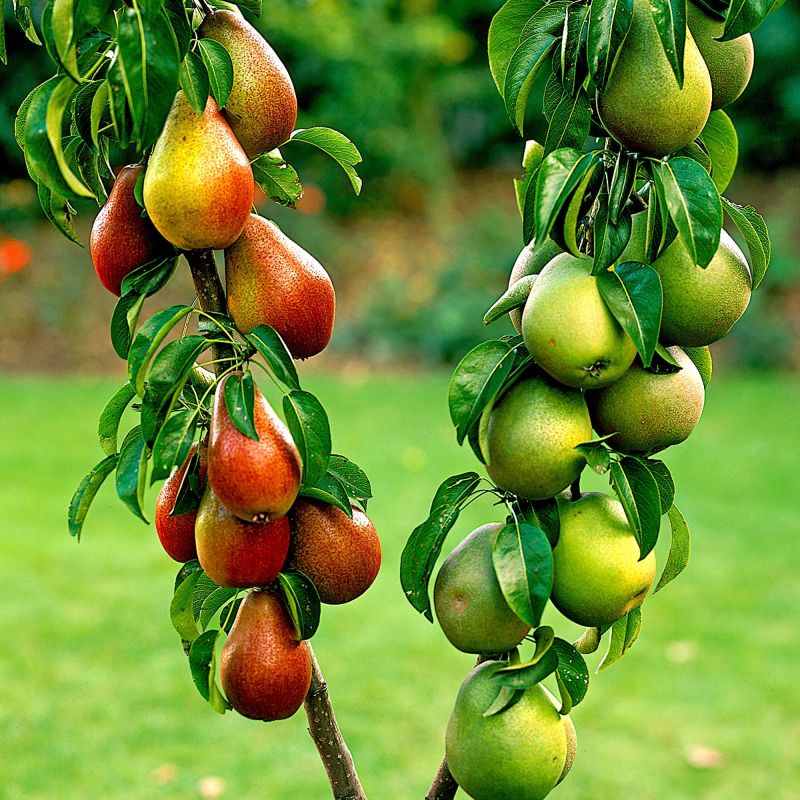 Pear Tree - Duo Pear - Conference and Williams - Large Established Fruit Tree