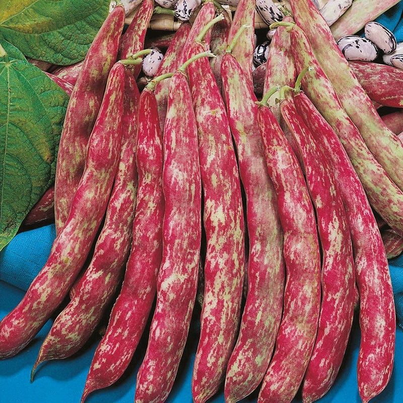 Dwarf French Bean Plant 'Borlotto'