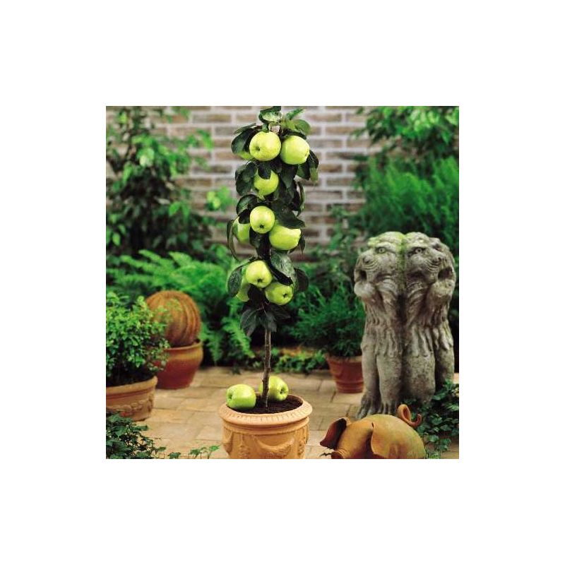 Apple - Malus Domestica Golden Delicious - Patio Pillar Fruit Tree