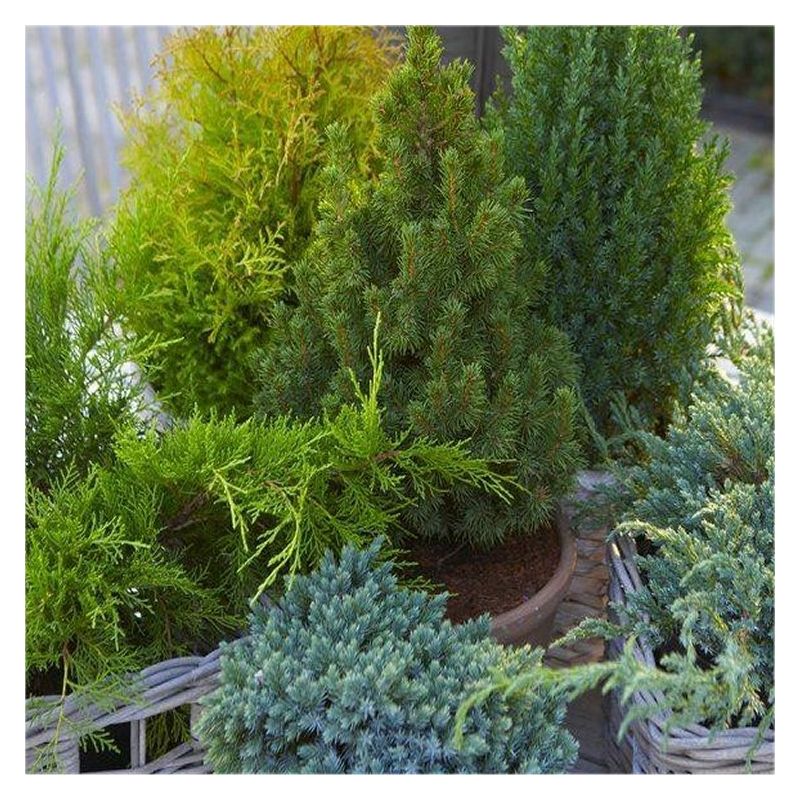 Dwarf Slow Growing Conifers - Collection of 5 Different Contrasting Plants