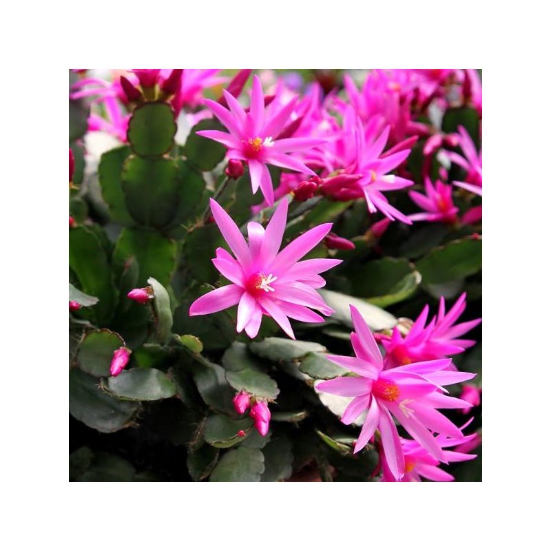 Flowering Spring Cactus 'Rhipsalidopsis' Plants in Bud & Bloom