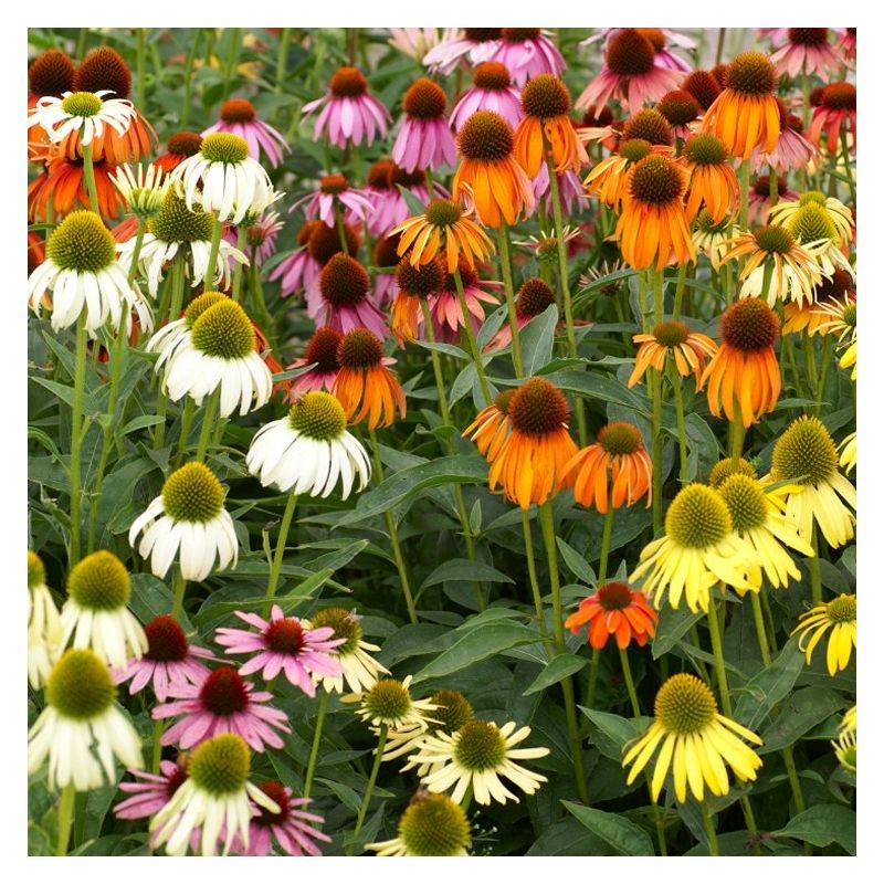 Echinacea Breeders Mix Sunny Colours Echinacea Plants - Pack of FIVE