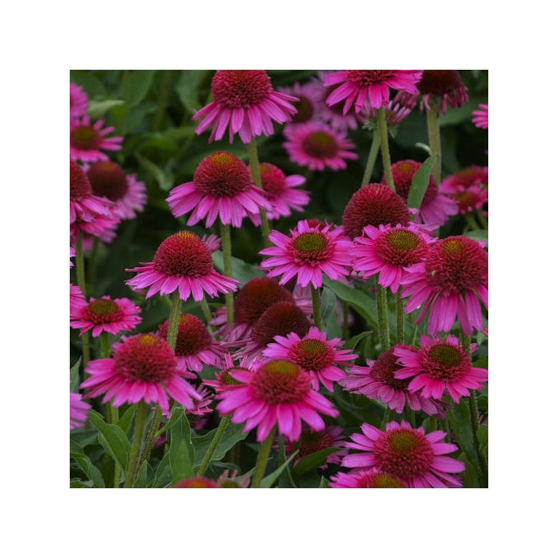 Echinacea purpurea Delicious Candy - Double Cone Flower Plants