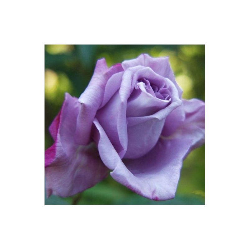 Rose 'Blue Moon' - Climbing Rose