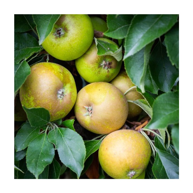Apple Tree - Egremont Russet (M26) - 120cm